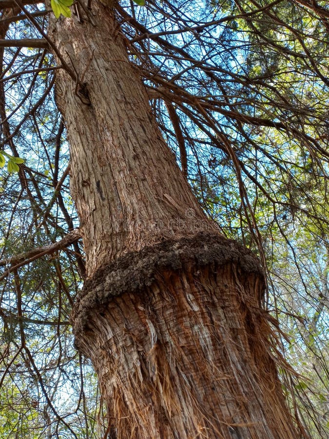 Ceder Tree Forest, Manali in India Stock Photo - Image of forest ...