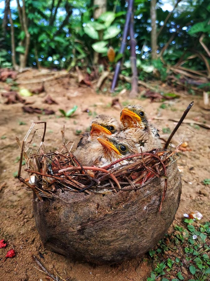 Cendet Chicks Stock Photos - Free & Royalty-Free Stock Photos from ...