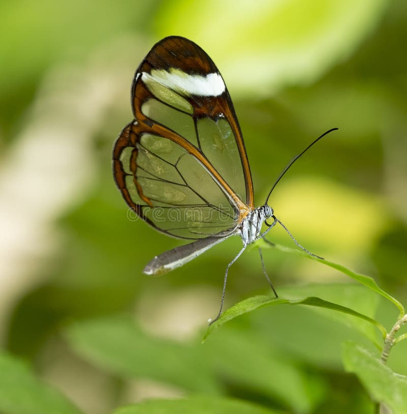 The clear wings butterfly stock photo. Image of green - 244671766
