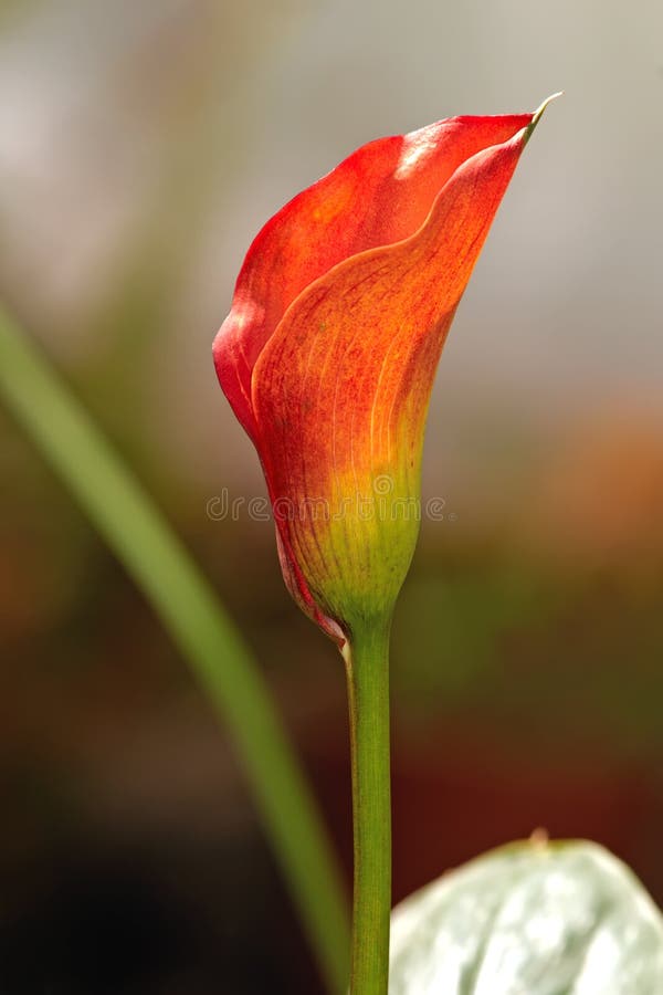 Rare color calla flower stock image. Image of variety - 40819909