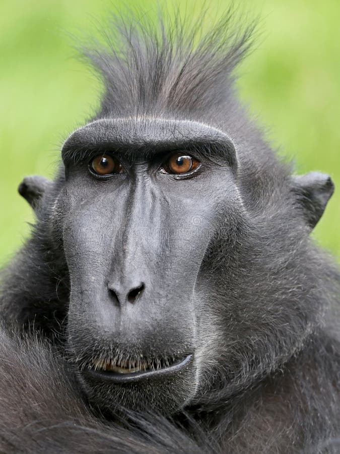 Rare Crested monkey stock image. Image of face, mammal - 75334315