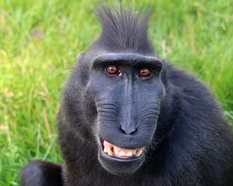 Rare Crested monkey stock image. Image of face, mammal - 75334315