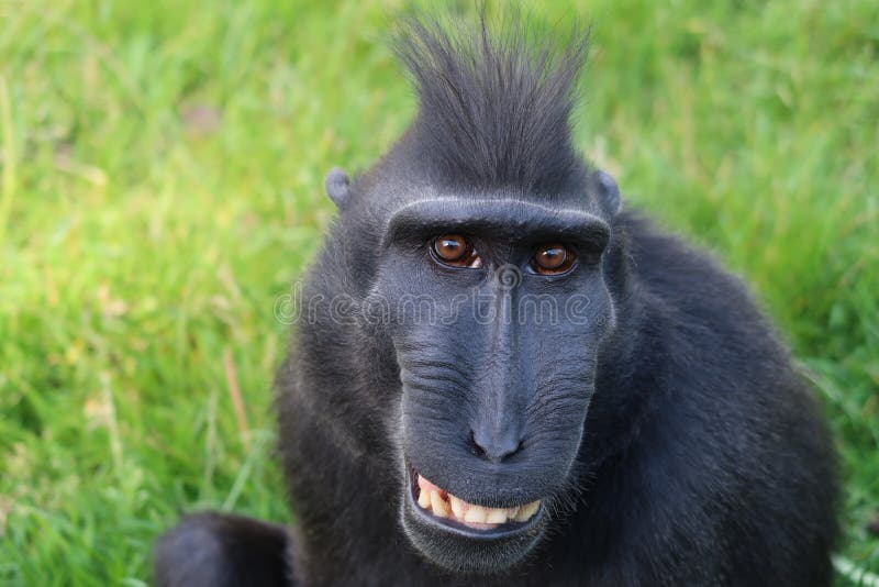 Monkey Teeth Stock Images - Download 2,015 Royalty Free Photos