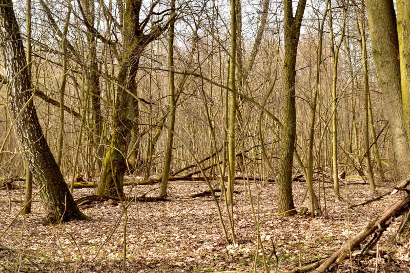 Deciduous Forest in Early Spring Stock Photo - Image of autumn ...