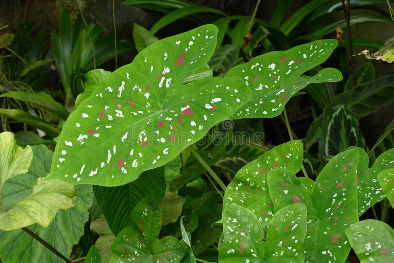 Rare dwarf caladium leafs stock photo. Image of floral - 151440724