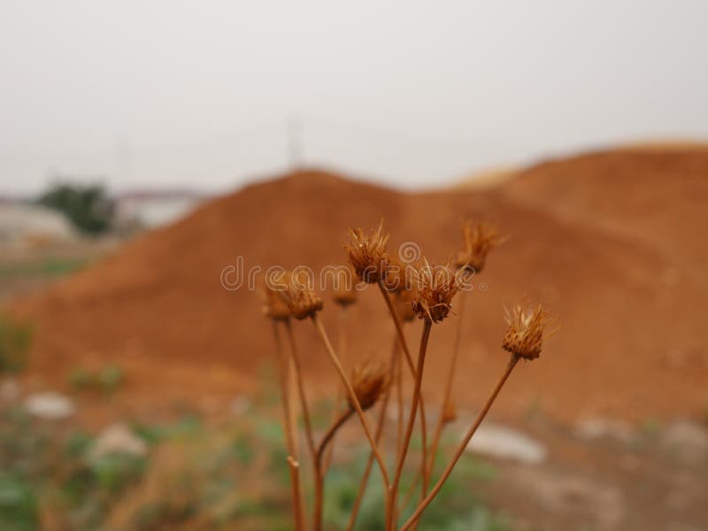 Rare earth red grass stock image. Image of clay, rare - 150939421