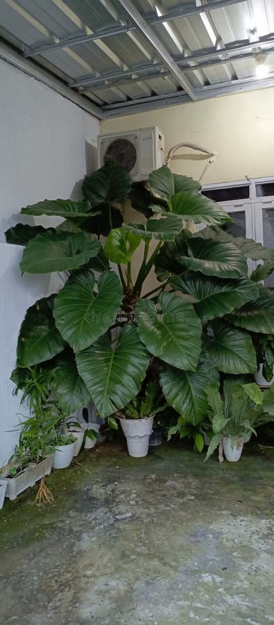 Rare elephant ear flower stock photo. Image of flower - 321294980