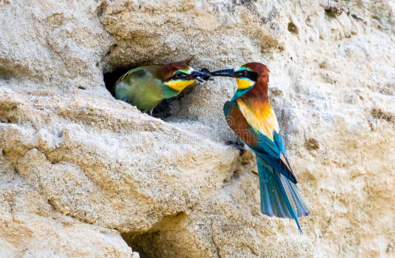 European Bee Eater Merops Apiaster Feeds Juvenile in Breeding Burrow ...
