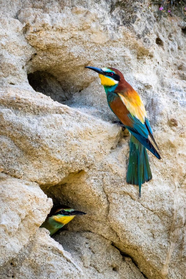 European Bee Eater Merops Apiaster Feeds Juvenile in Breeding Burrow ...