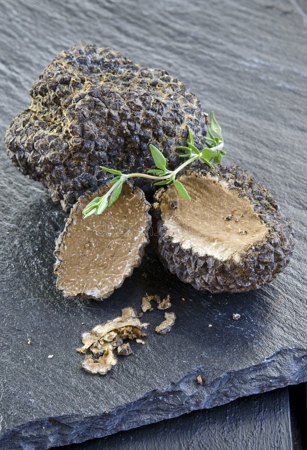 Rare and Expensive Black Truffle Stock Photo - Image of expensive ...