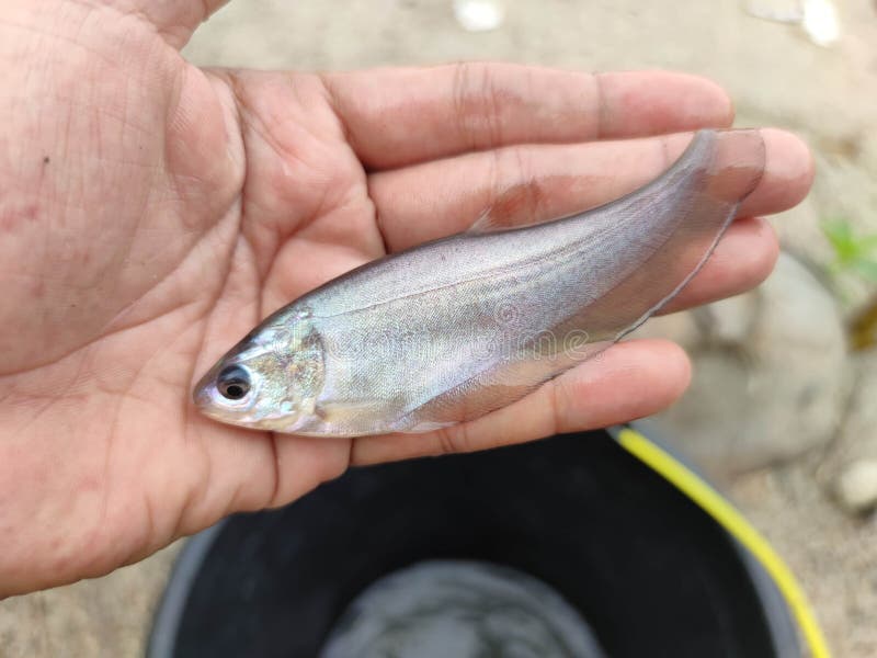 Rare fish belida stock photo. Image of fish, palembang - 313332866