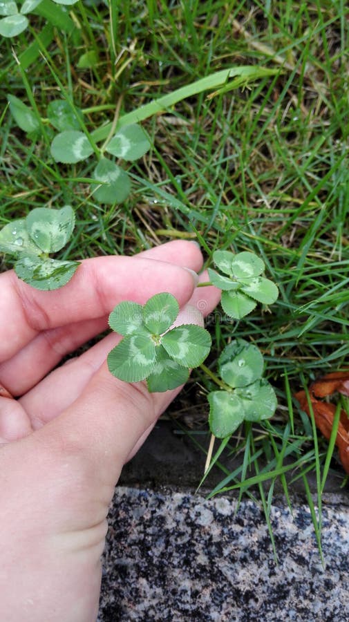 Rare Five Leafed Leafed Clover Stock Image - Image of five, four: 138658285