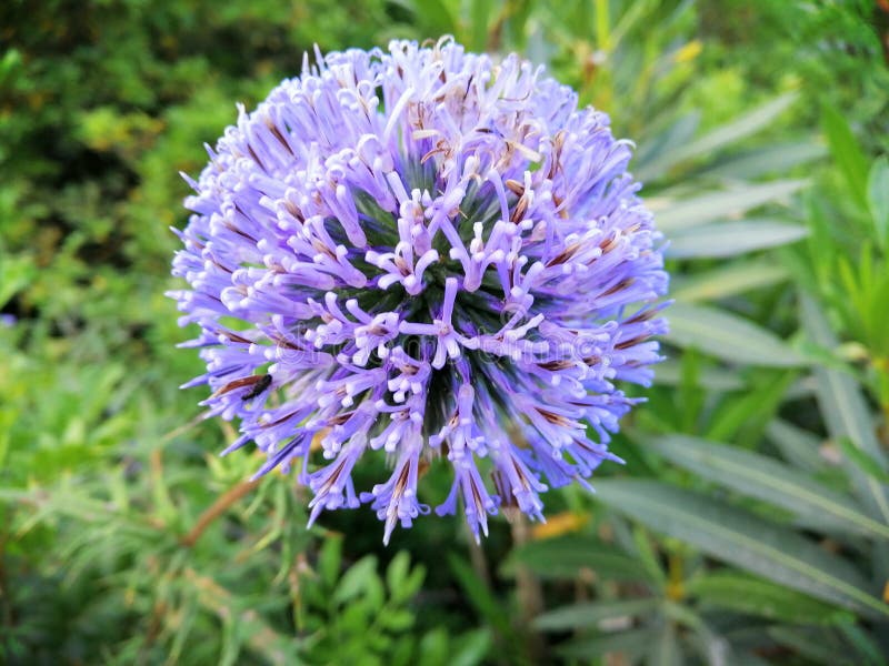 A rare flower stock photo. Image of woods, flower, natj - 189553458