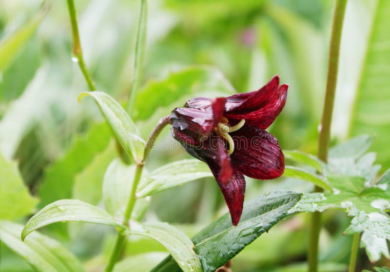 Rare flower stock photo. Image of lonely, spring, garden - 4304770