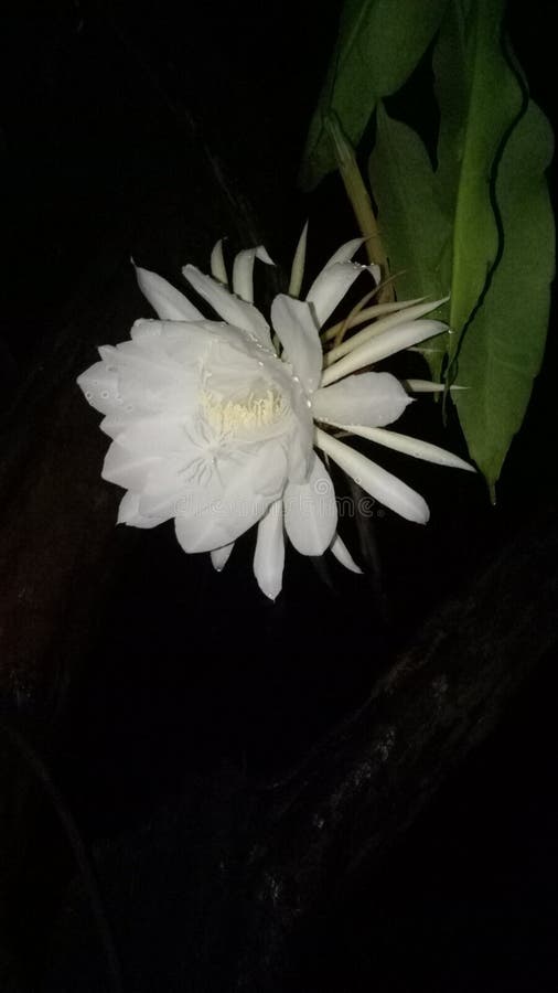 Brahmakamal stock image. Image of flower, rare, bramhakamal - 126463165