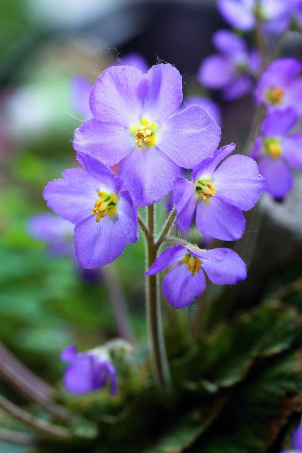 Ramonda Myconi, the Pyrenean-violet or Rosette Mullein - Botanical ...
