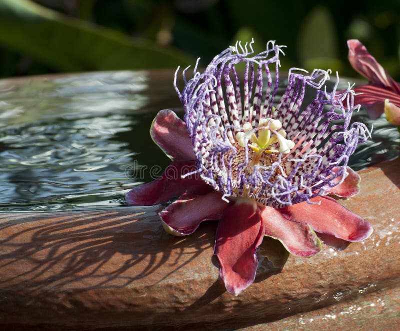 Kaka beak flowers 2 stock image. Image of green, forest - 16271207