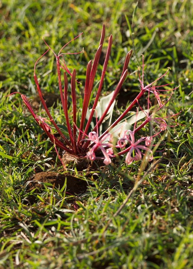 Rare Flowers of African Bush in Kenya Stock Image - Image of plant ...