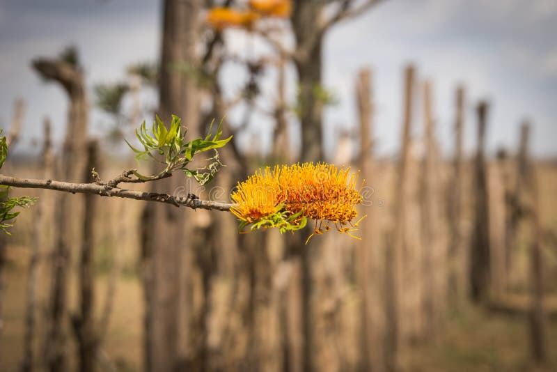 Rare Flowers of African Bush in Kenya Stock Image - Image of flora ...