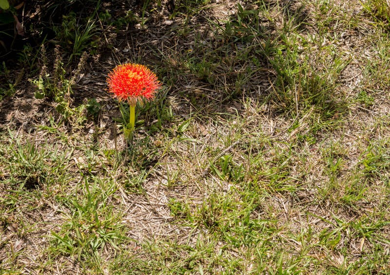 Rare Flowers Of African Bush In Kenya Stock Photo - Image of beautiful ...