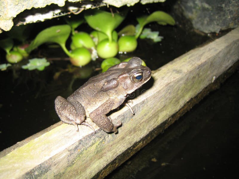 Rare frog at night stock photo. Image of exotica, asia - 37035808