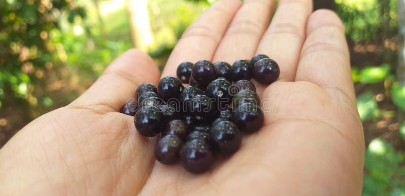 Rare fruit from indonesia stock image. Image of breakfast - 255461129