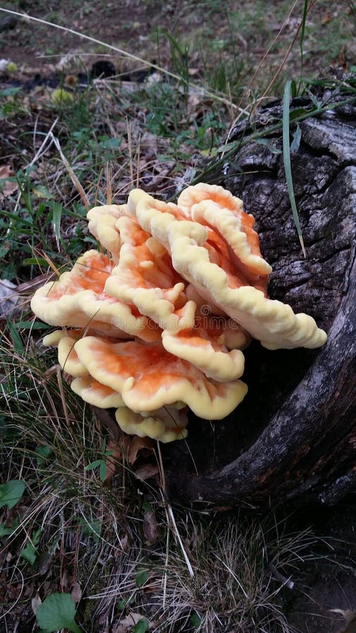 Rare fungus stock image. Image of rare, rarity, curiosity - 60238841