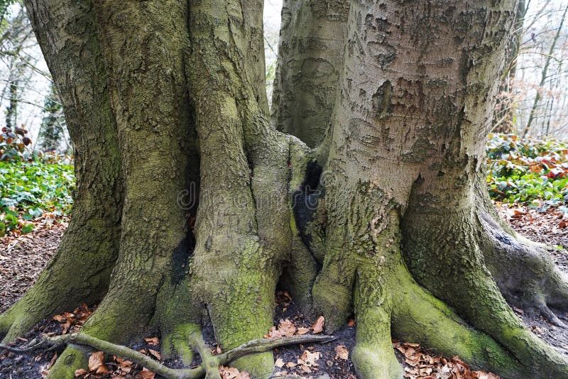 Rare giant tree stock photo. Image of mother, forest - 272931068