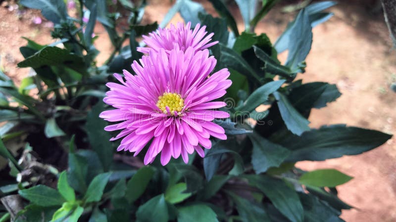 Rare glower stock image. Image of rare, wildflower, glower - 255804987