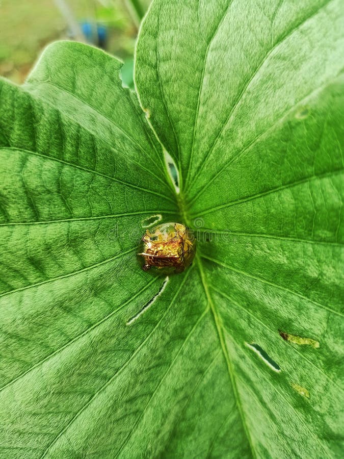 Rare Gold Ladybug | Golden Ladybug Stock Photo - Image of golden ...