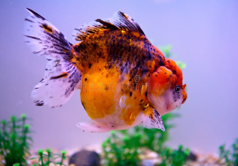 Rare Goldfish stock image. Image of fish, rare, beautiful - 10620639
