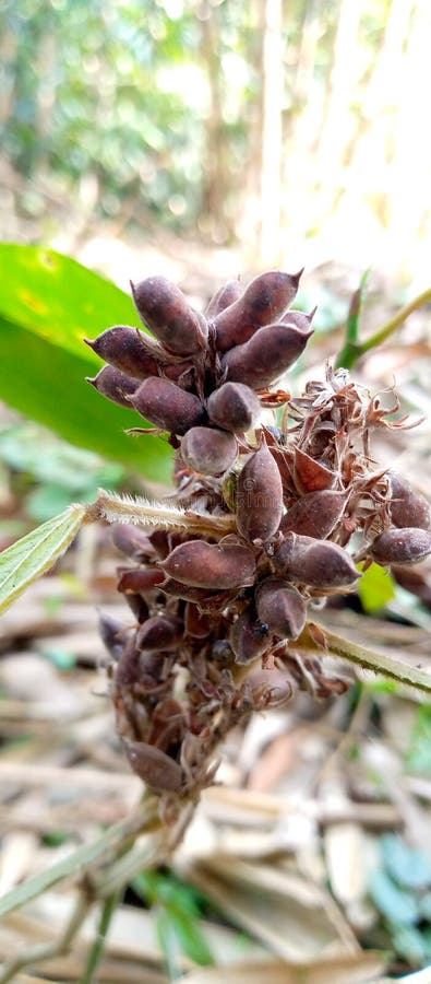 Rare Grass Species in Tropical Forests Stock Image - Image of blossom ...