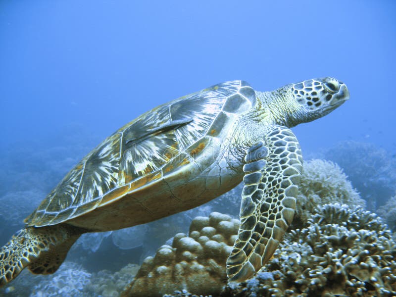 Green turtle stock image. Image of camouflage, life, reflection - 11009439