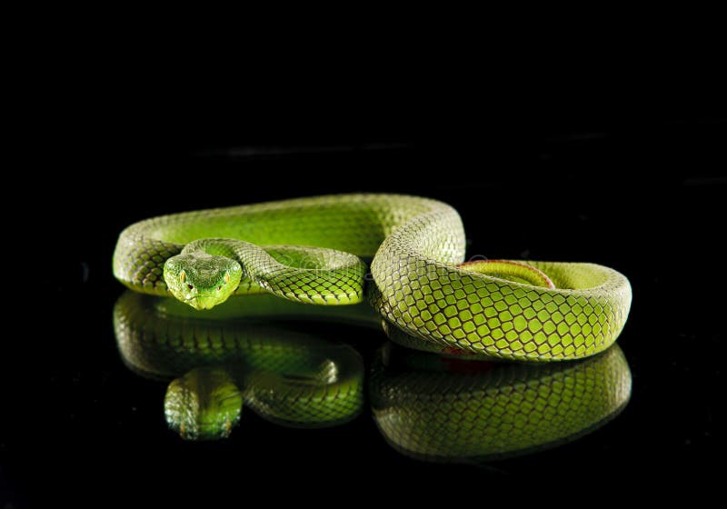 Rare green viper stock image. Image of beautiful, bugloss - 25049965