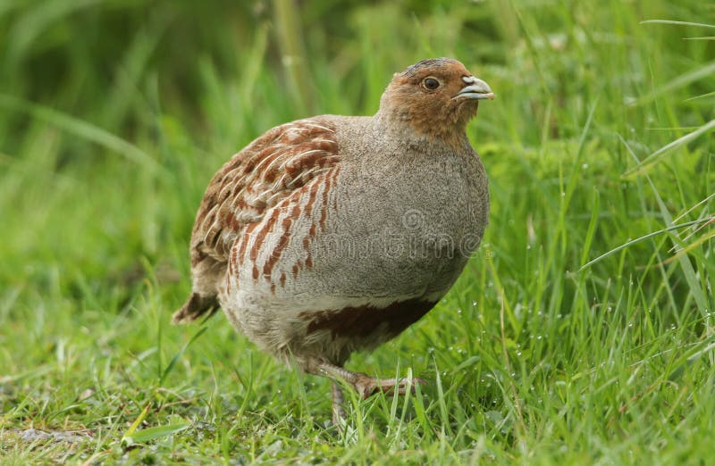 648 Rare Uk Wildlife Stock Photos - Free & Royalty-Free Stock Photos ...