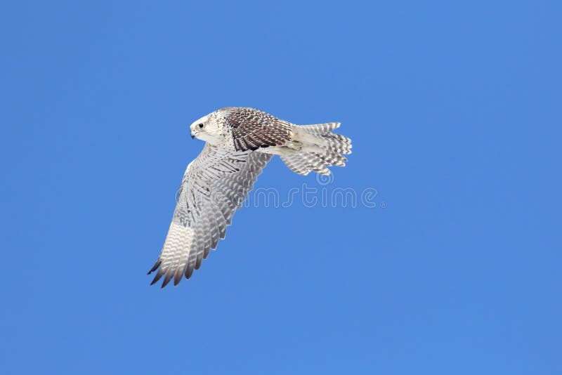 Falco rusticolus stock image. Image of batalyos, festival - 27088629