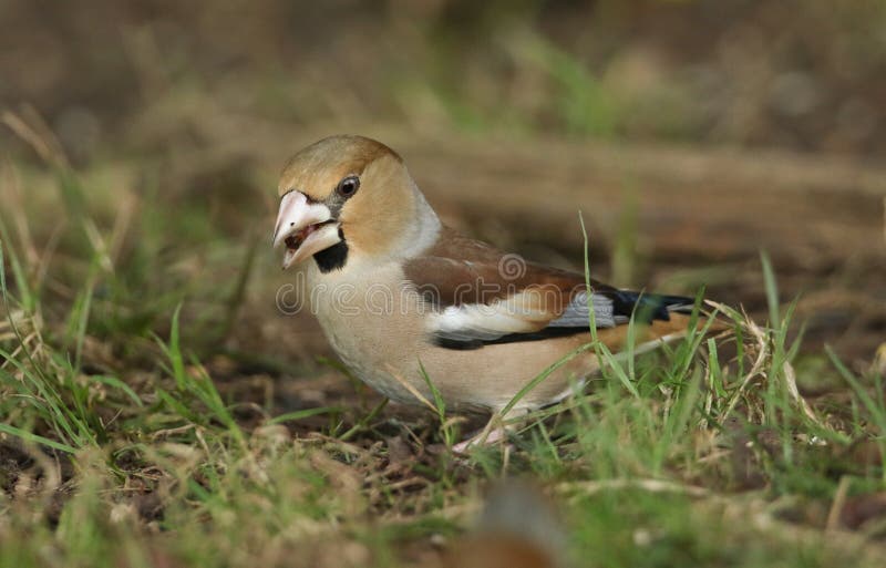 A Stunning Rare Hawfinch Coccothraustes Coccothraustes Feeding in the ...