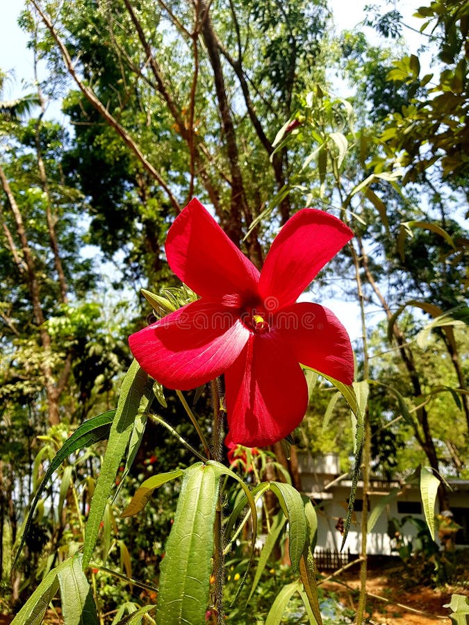 Rare Hibiscus stock photo. Image of rare, kerala, hibiscus - 139818292