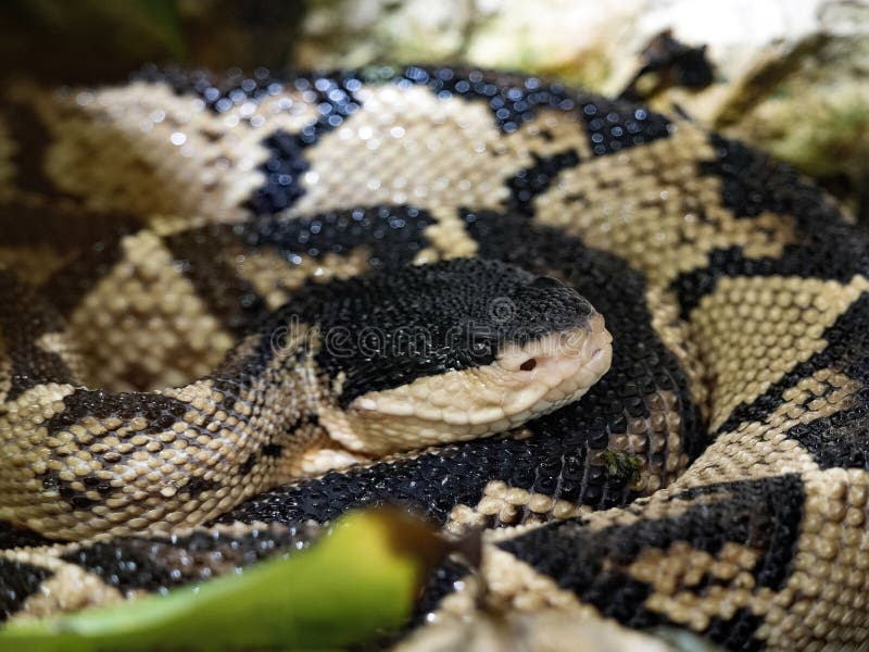 Rare and Highly Poisonous Black-headed Bushmaster, Lachesis ...