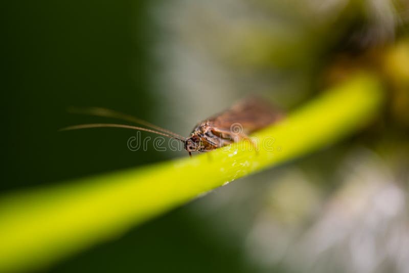 Rare Insect on Dandelion, Spring, English Garden Stock Image - Image of ...