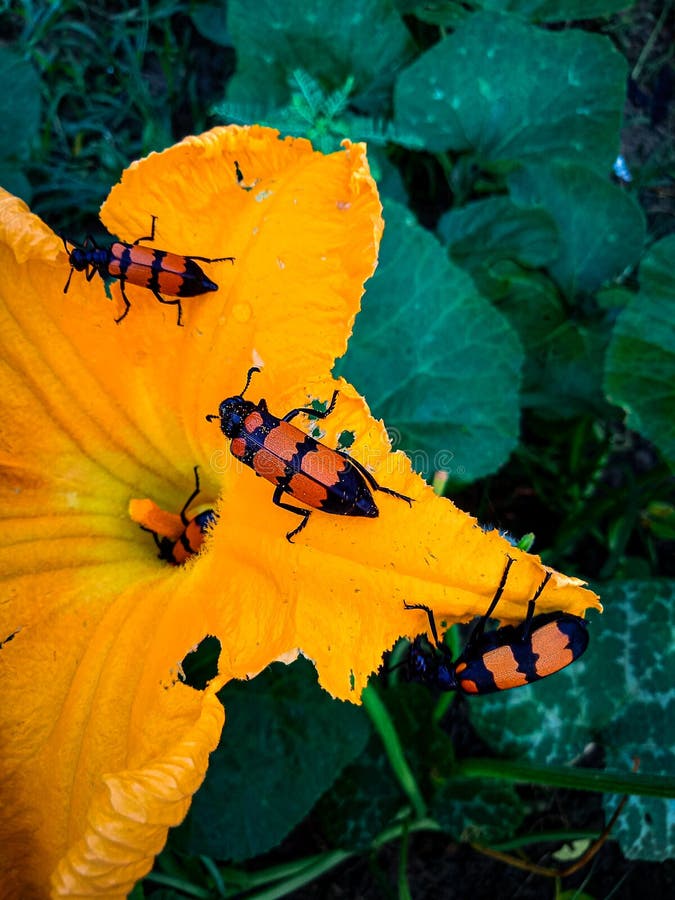 This Insect is Very Beautiful. Stock Photo - Image of invertebrate ...