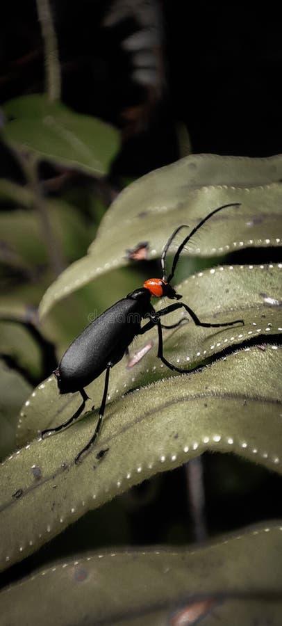 Rare Insects of Indonesian Forests Stock Photo - Image of green ...