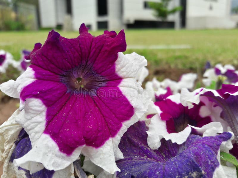 Rare kind stock image. Image of kind, rare, white, purple - 96439433