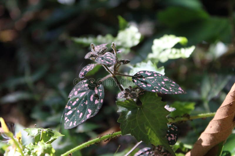 Rare leaf stock image. Image of pink, jungle, life, sunny - 81895083
