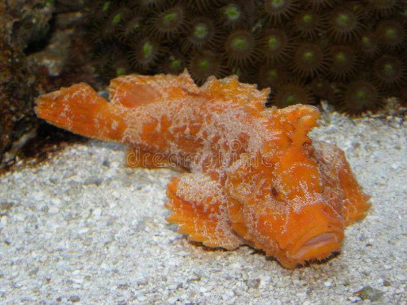 Rare LEMBEH Velvet Fish - Paraploactis Kagoshimen Stock Image - Image ...