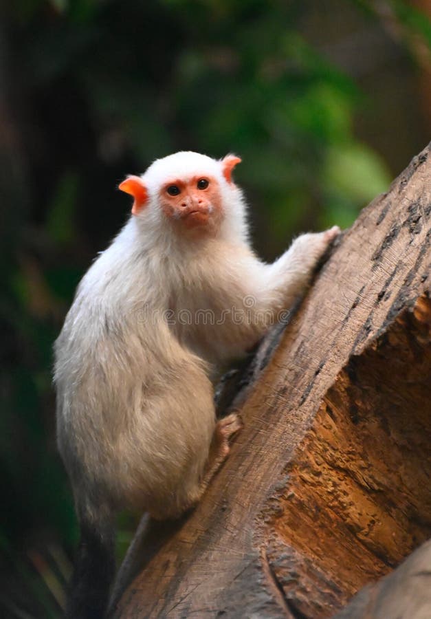 A Rare Monkey Silver Marmoset on a Tree Stock Photo - Image of primate ...