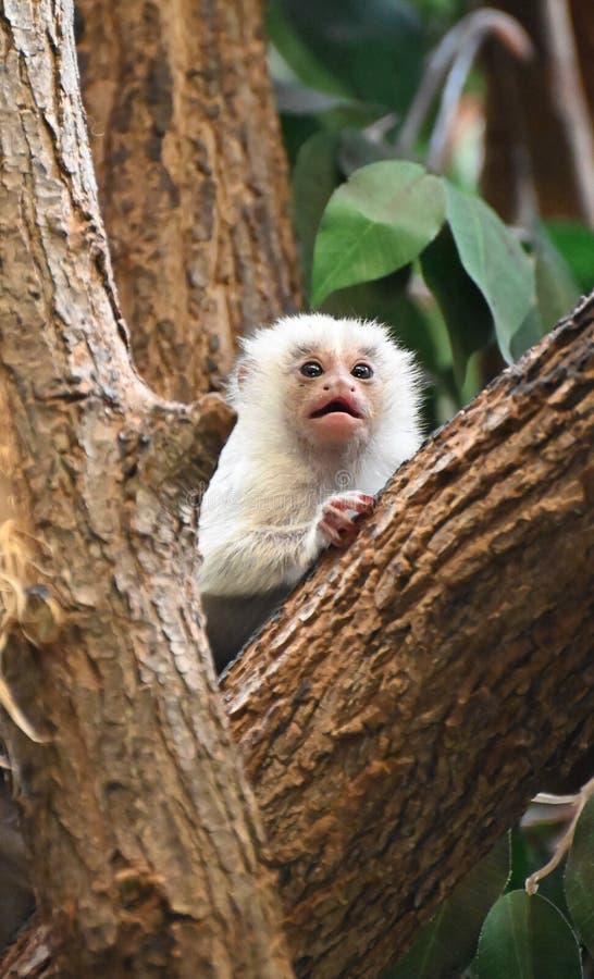 A Rare Monkey Silver Marmoset on a Tree Stock Image - Image of amazon ...