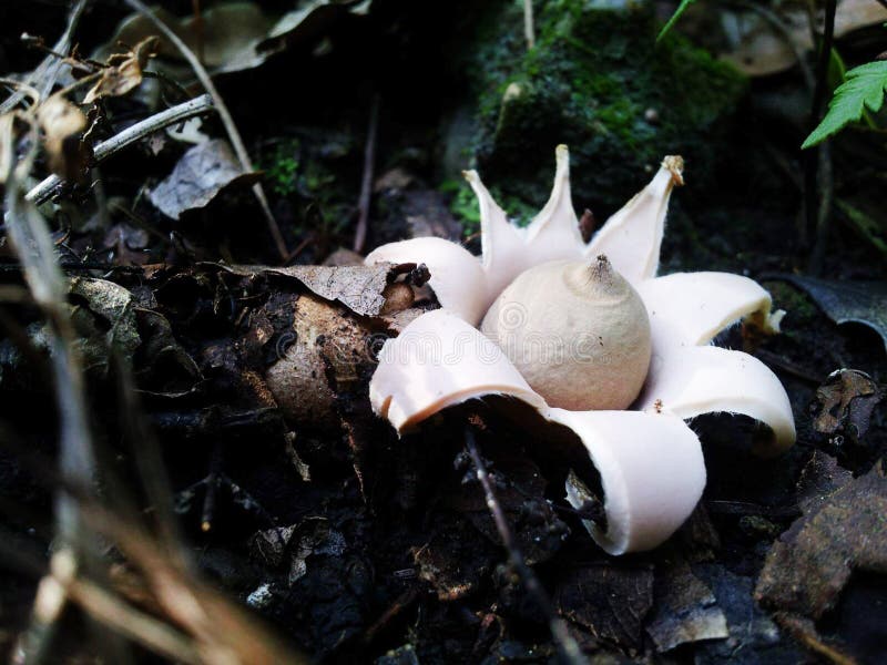Rare Mushroom in the Woods in the Grass. Amanita Caesarea, Kesar Stock ...