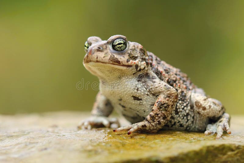 Jack Frog Stock Photos - Free & Royalty-Free Stock Photos from Dreamstime