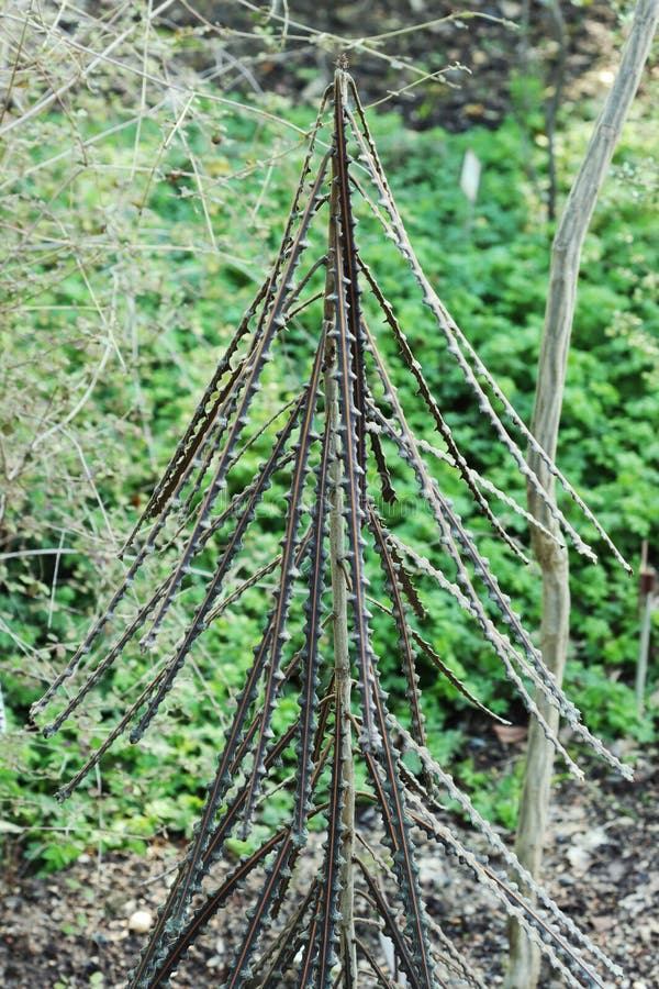 Rare New Zealand Tree Ferox Stock Photo - Image of people, nature ...